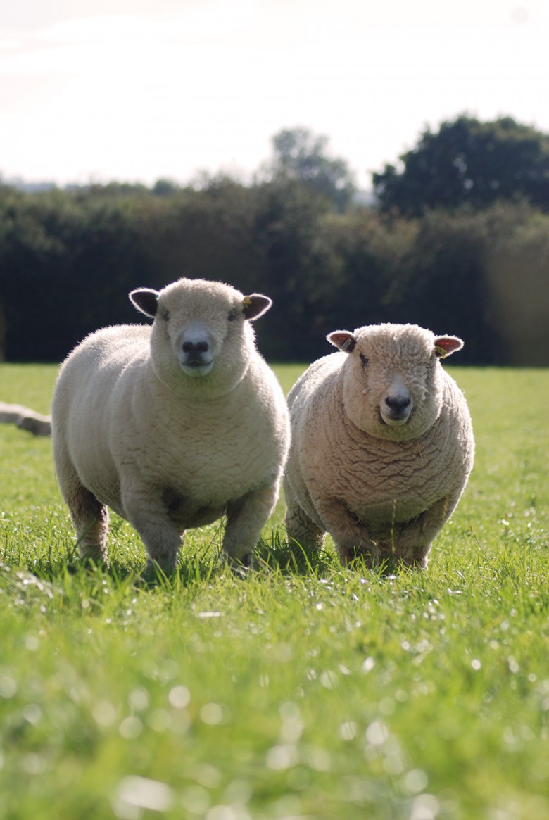 Ryeland Sheep | Carole Bamford